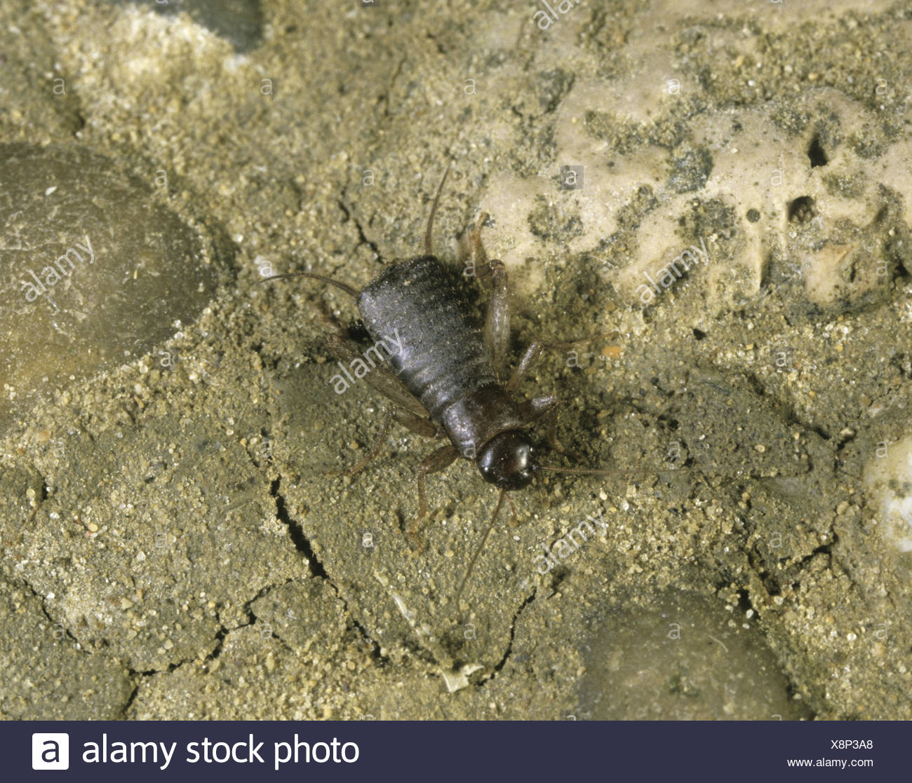 Coastal Insect High Resolution Stock Photography and Images - Alamy