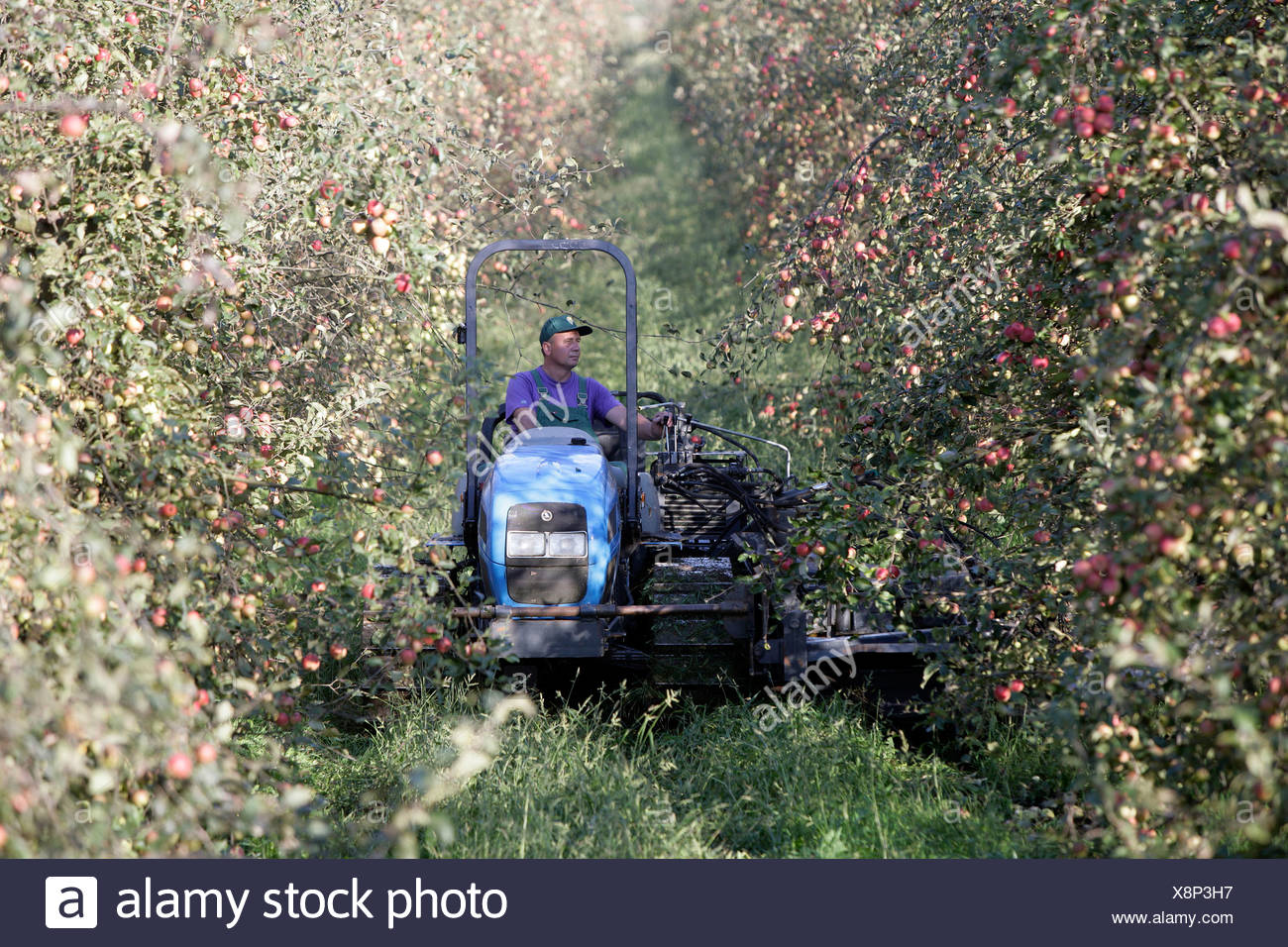 Apple Harvesting Machine Stock Photos & Apple Harvesting Machine Stock ...