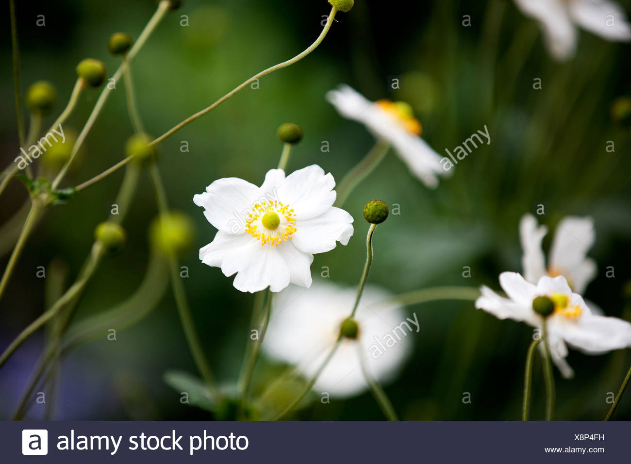 White Flowers With Yellow Center High Resolution Stock Photography and ...