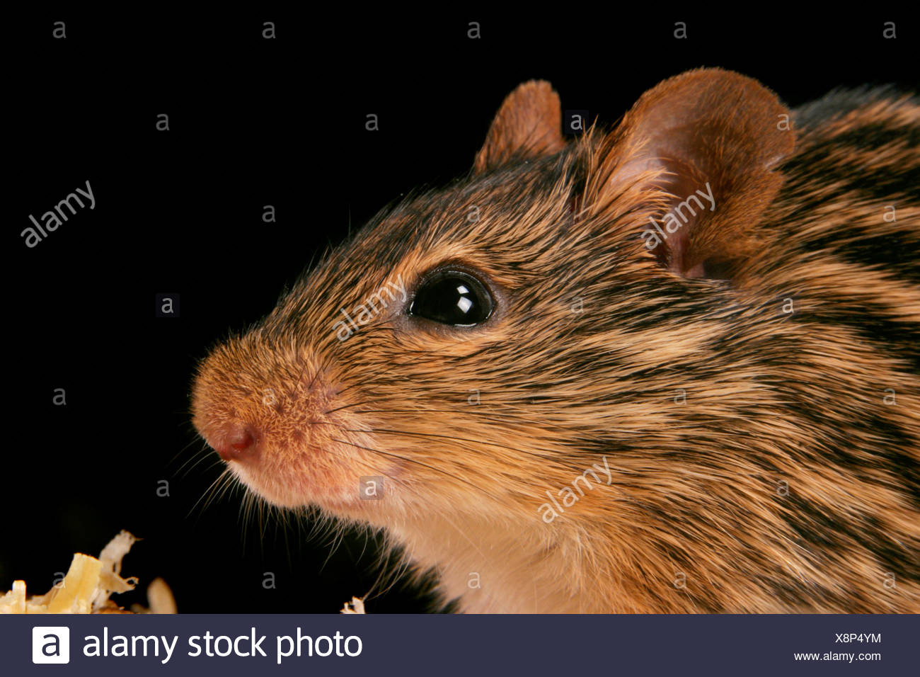 Grasmaus Stock Photos & Grasmaus Stock Images - Alamy