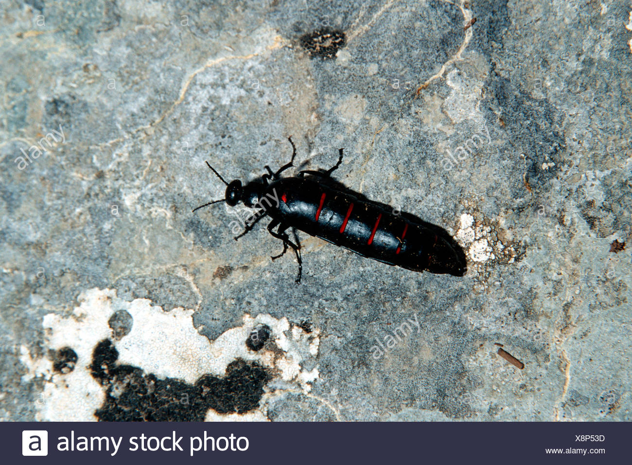 Spanish Oil Beetle High Resolution Stock Photography and Images - Alamy