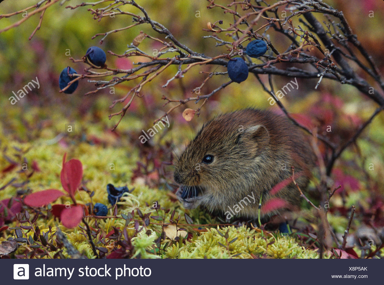 Red Backed Vole Stock Photos & Red Backed Vole Stock Images - Alamy