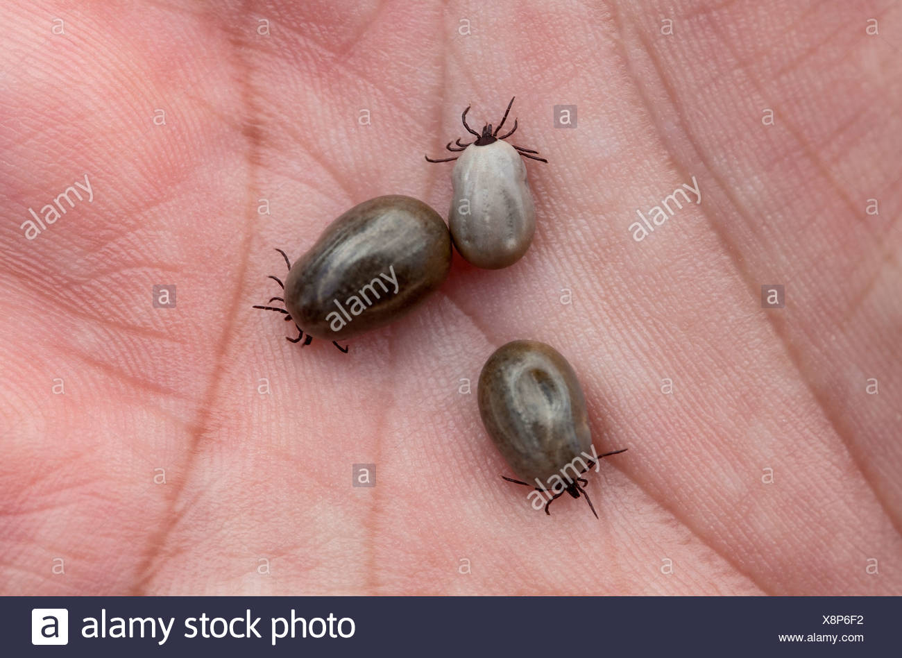 Ticks Parasite Stock Photos & Ticks Parasite Stock Images - Alamy