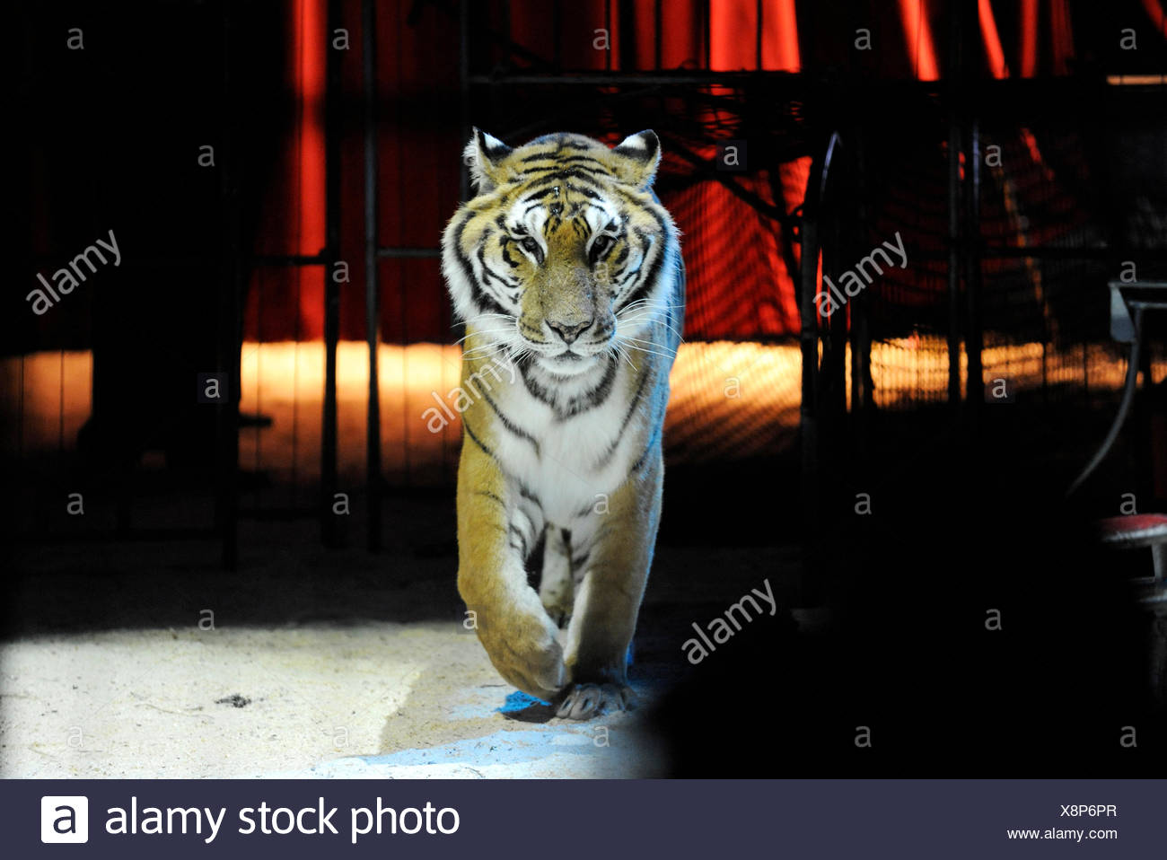 Tiger Circus Stock Photos & Tiger Circus Stock Images - Alamy