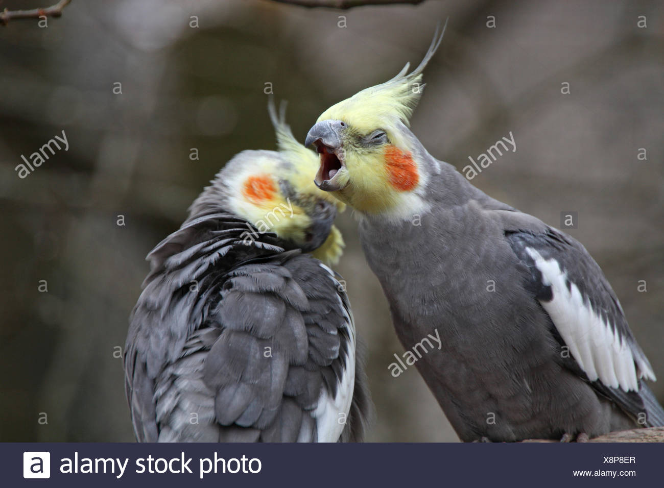 Cockatiels Stock Photos & Cockatiels Stock Images - Alamy