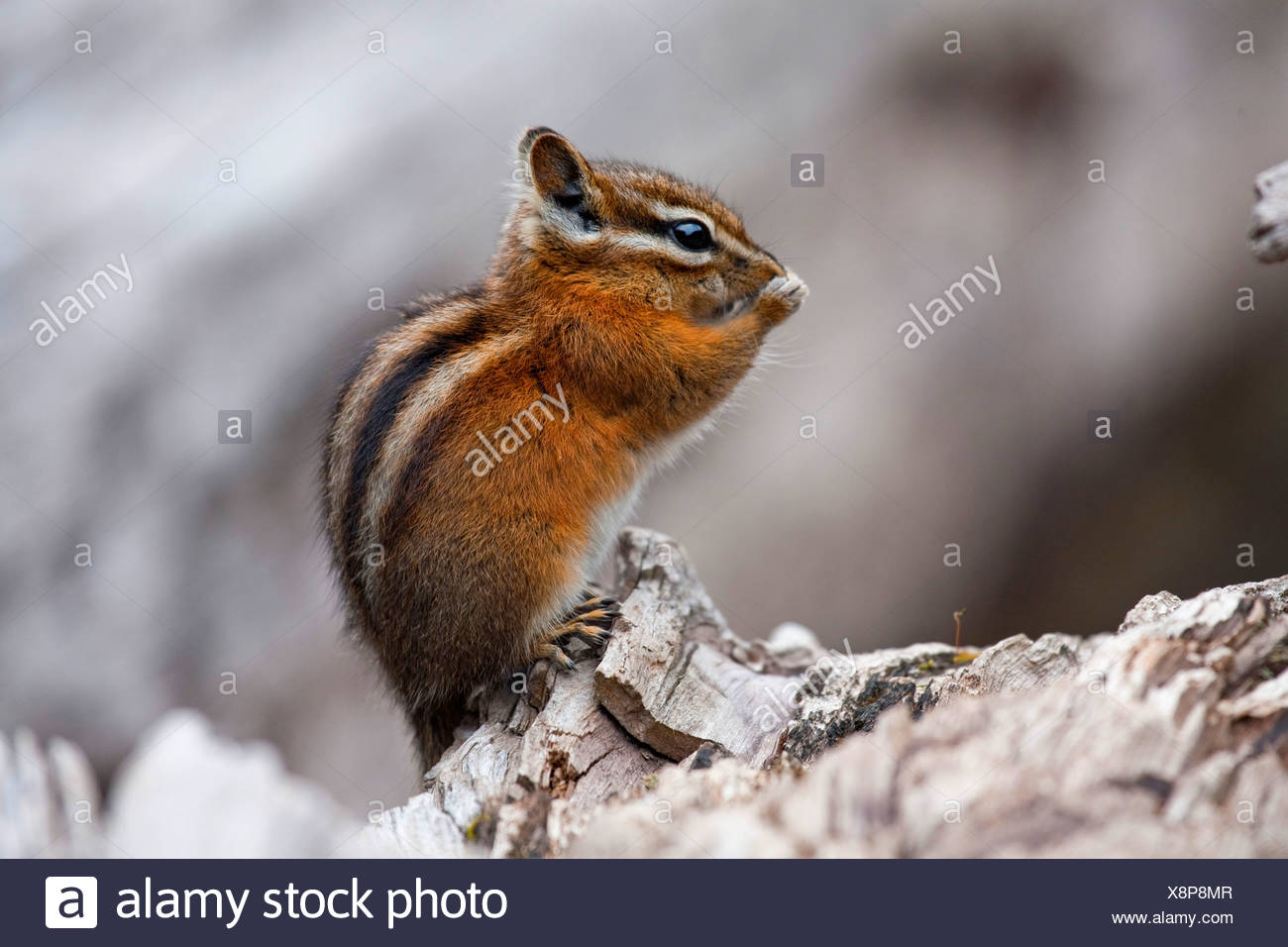 Chipmunks Feeding High Resolution Stock Photography and Images - Alamy