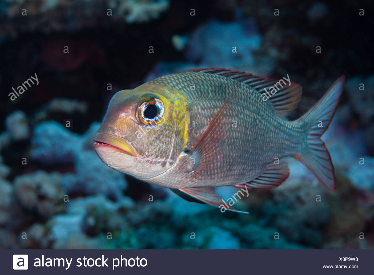 Red Emperor Fish High Resolution Stock Photography and Images - Alamy