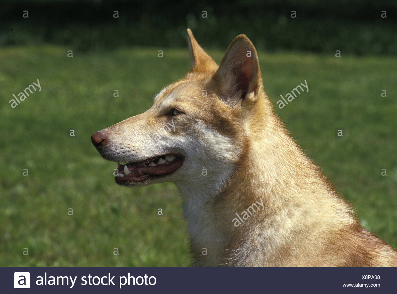 Saarloos Wolf Dog Stock Photos & Saarloos Wolf Dog Stock Images - Alamy