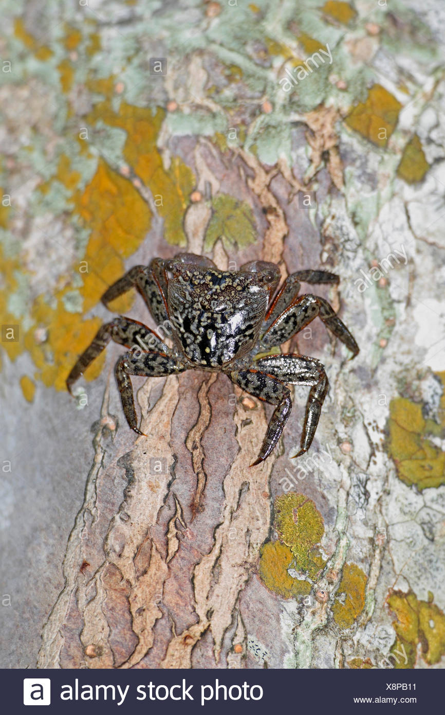 Mangrove Crabs Stock Photos & Mangrove Crabs Stock Images - Alamy