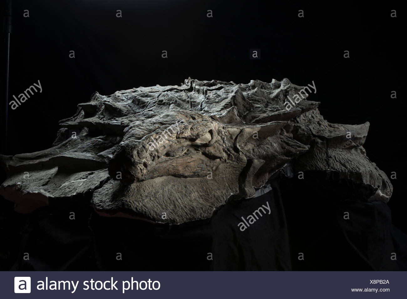 Nodosaur High Resolution Stock Photography and Images - Alamy