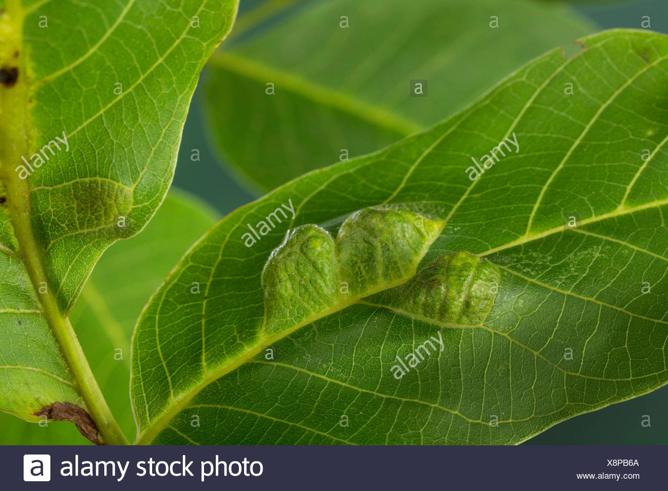 Walnut Damage High Resolution Stock Photography and Images - Alamy