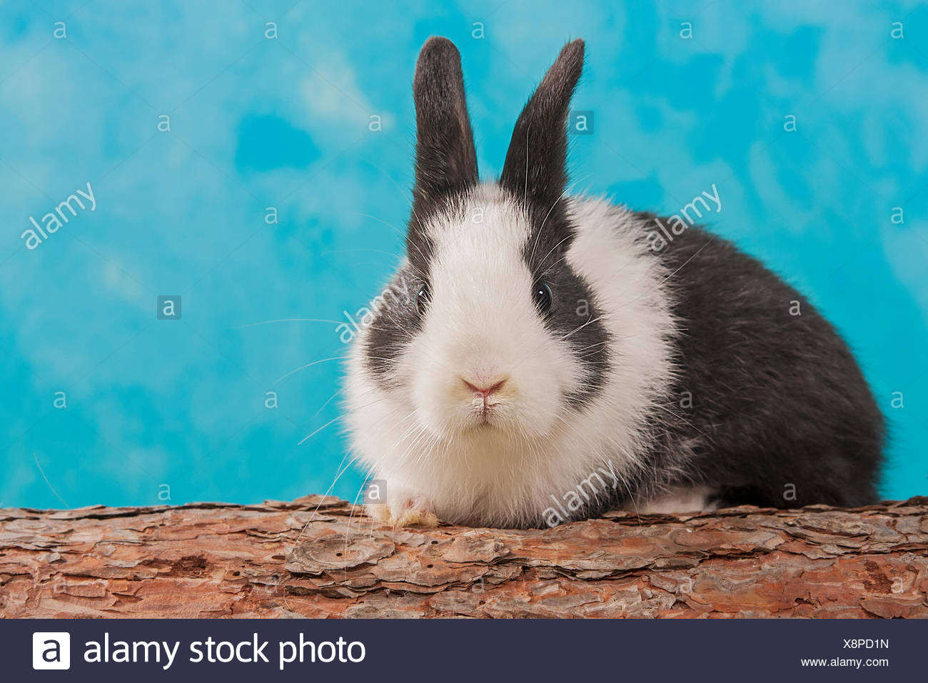 Black And White Rabbit High Resolution Stock Photography and Images - Alamy