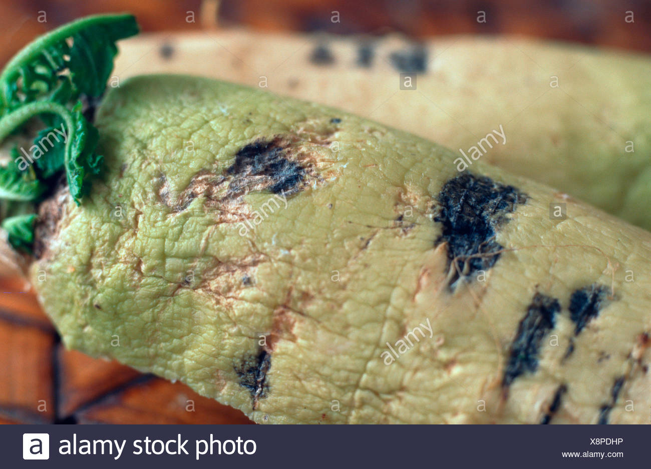 Fungal Decay Stock Photos & Fungal Decay Stock Images - Alamy