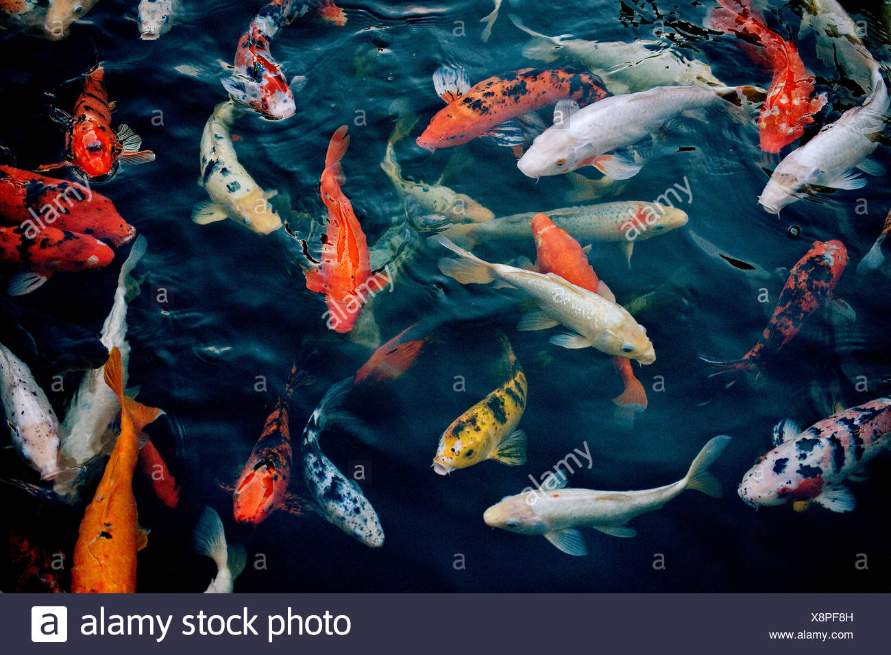 Cyprinus Carpio Carps High Resolution Stock Photography and Images - Alamy