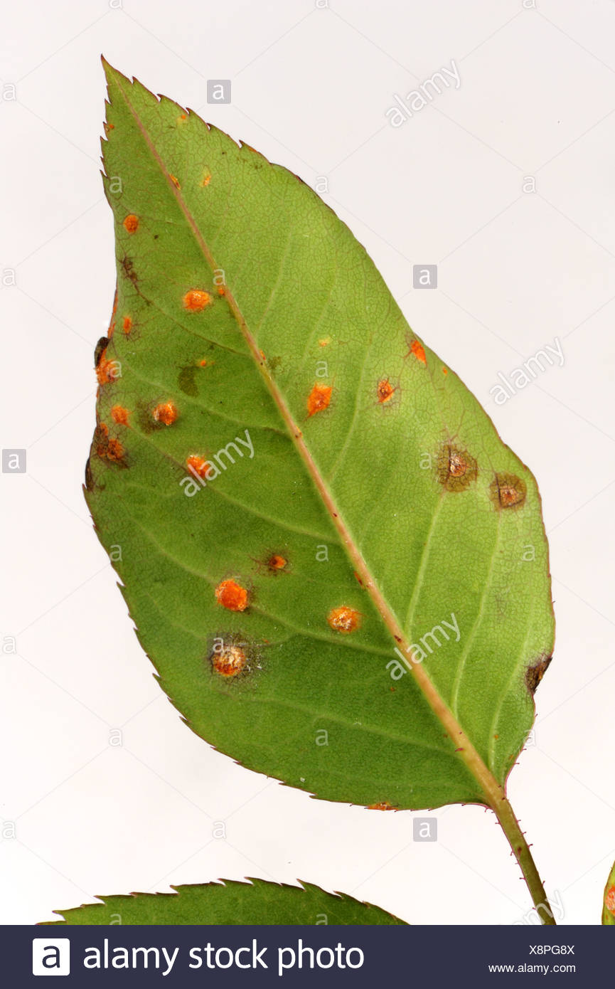 Rust On Rose High Resolution Stock Photography and Images - Alamy