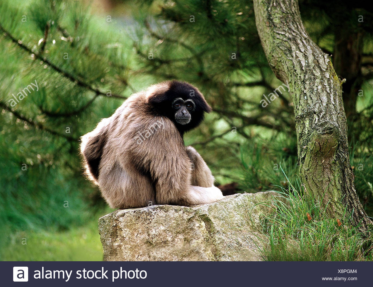 Black Crested Gibbon High Resolution Stock Photography and Images - Alamy