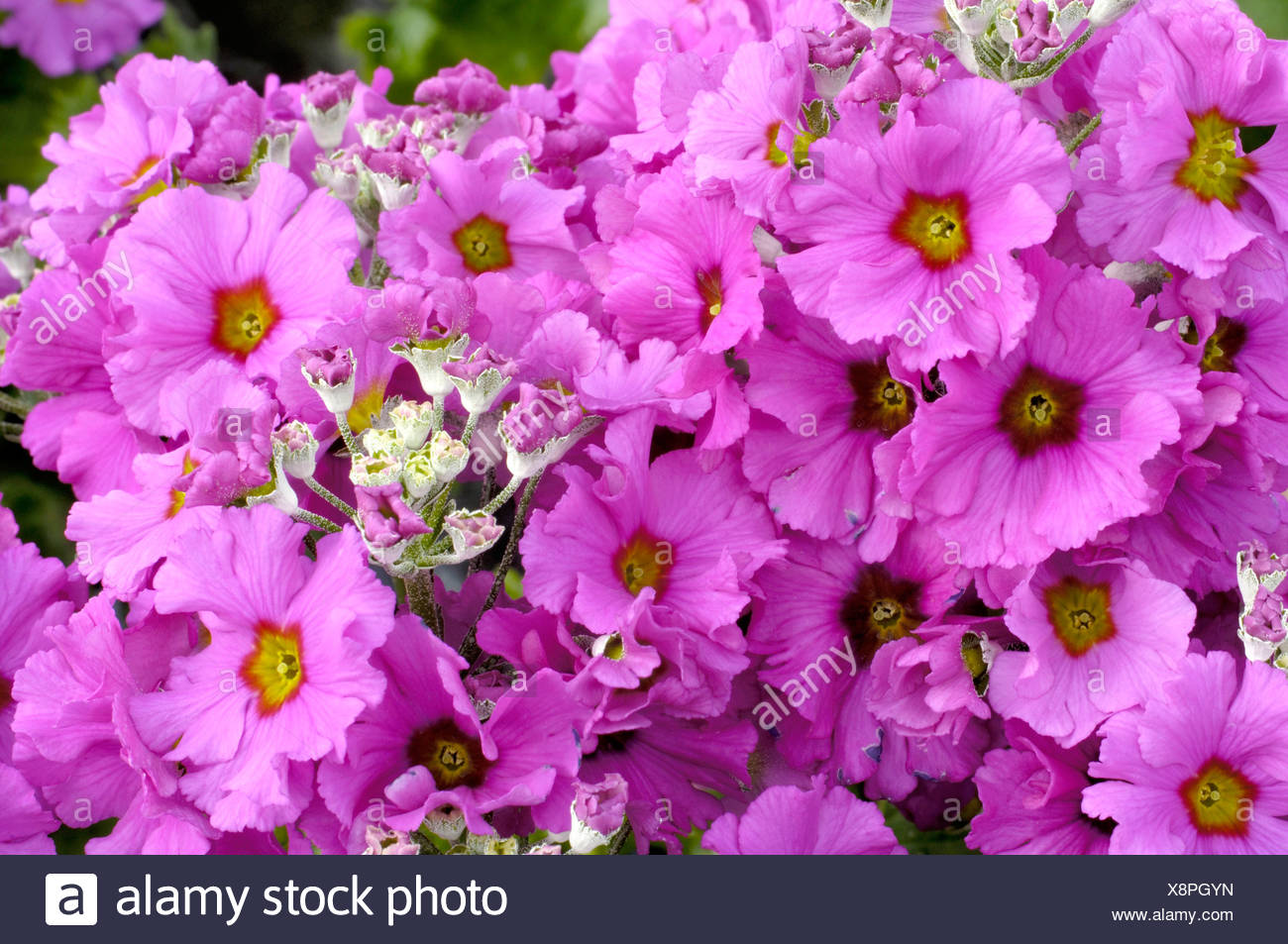 Primula Malacoides High Resolution Stock Photography and Images - Alamy