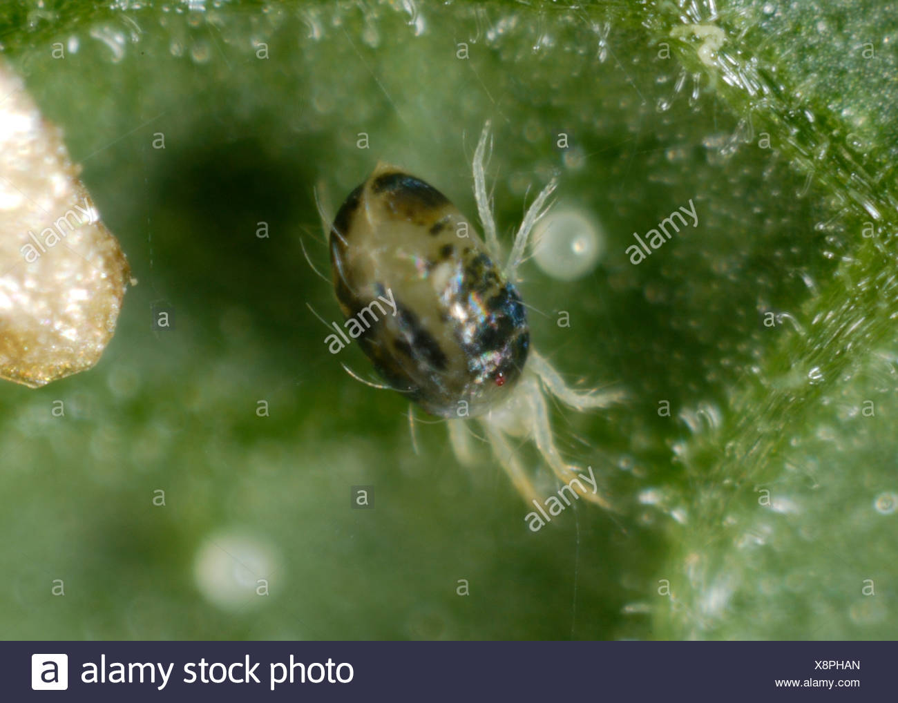 Mite Eggs High Resolution Stock Photography and Images - Alamy