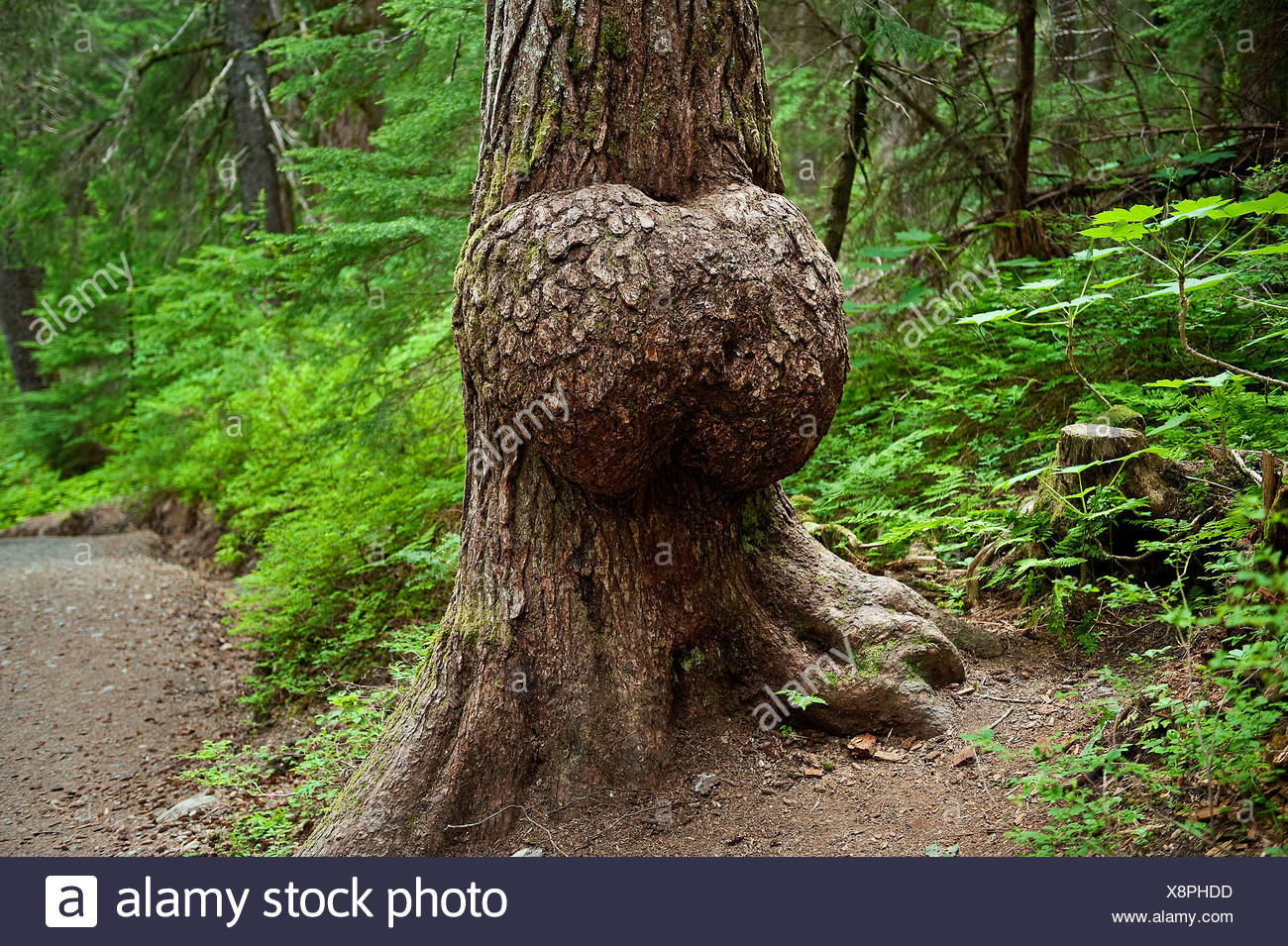 Burl Knot High Resolution Stock Photography and Images - Alamy