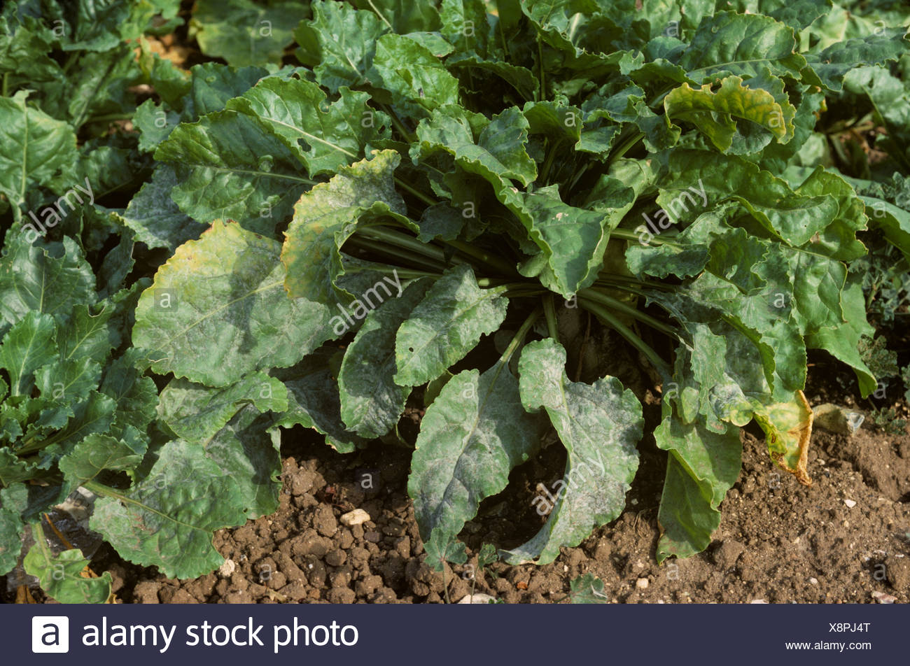 Erysiphe Betae High Resolution Stock Photography and Images - Alamy