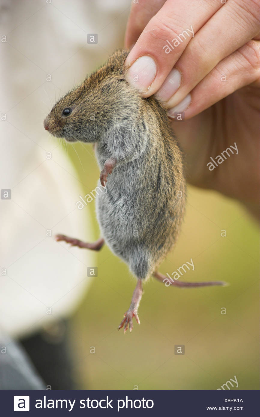 Small Mammal Trap High Resolution Stock Photography and Images - Alamy
