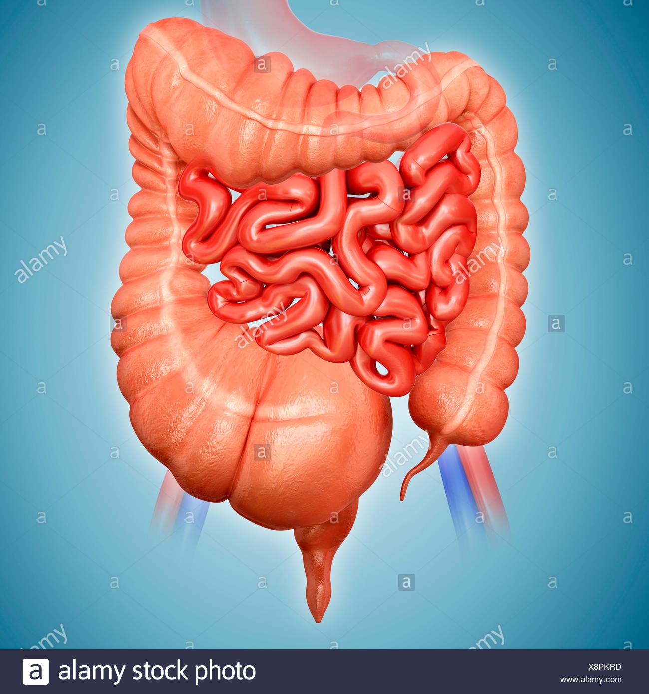 Megacolon High Resolution Stock Photography and Images - Alamy