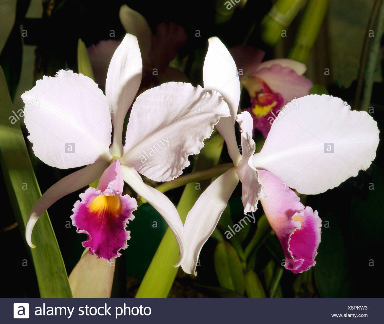 Laelia Cattleya High Resolution Stock Photography and Images - Alamy
