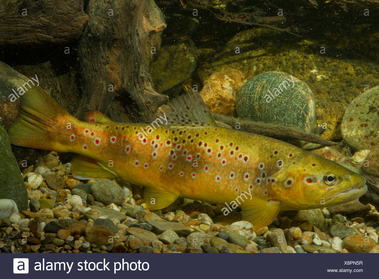 German Brown Trout High Resolution Stock Photography and Images - Alamy