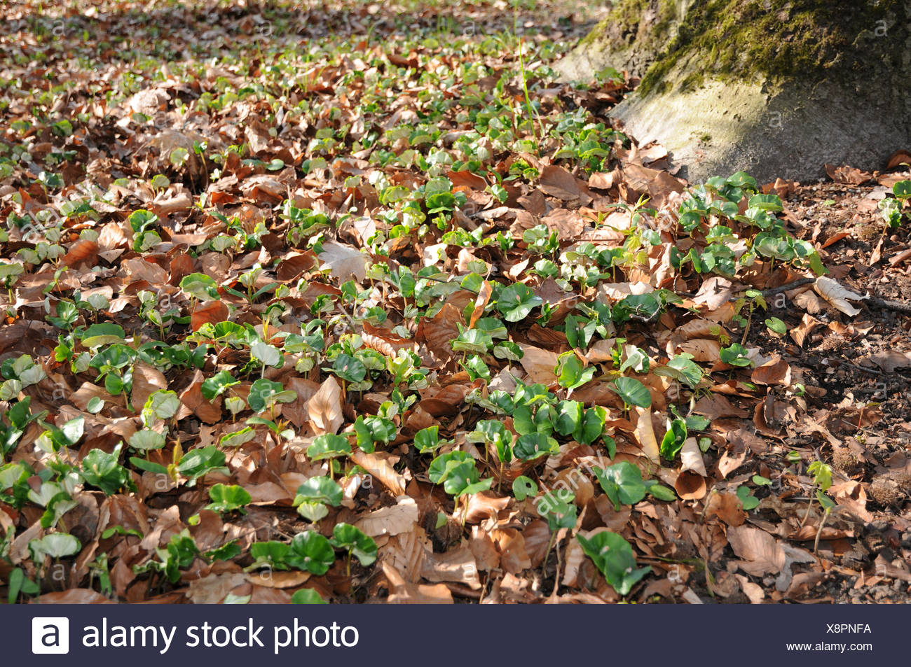 Beeches High Resolution Stock Photography and Images - Alamy