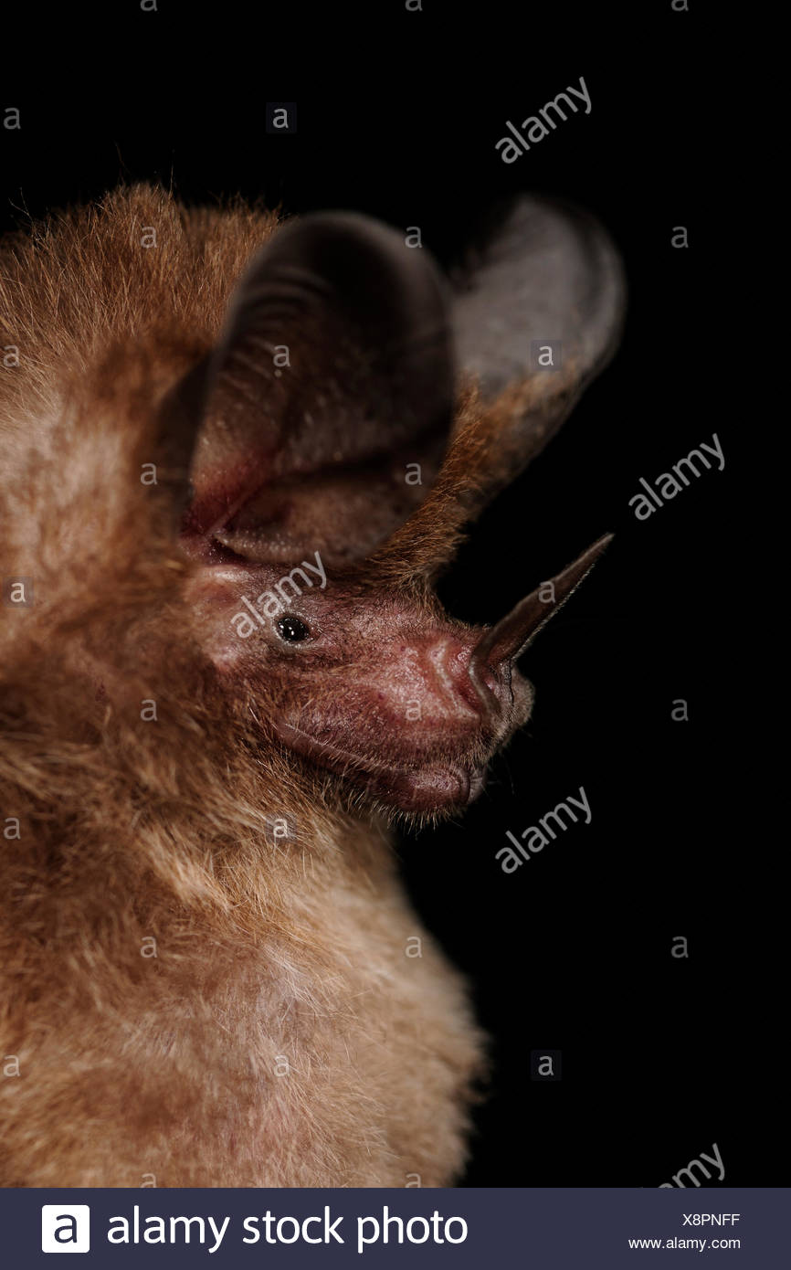 Bat Nose High Resolution Stock Photography and Images - Alamy