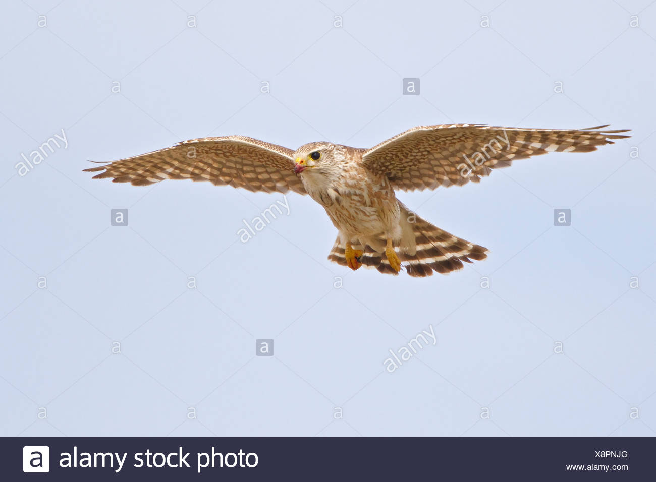 Merlin Bird Flying Stock Photos & Merlin Bird Flying Stock Images - Alamy