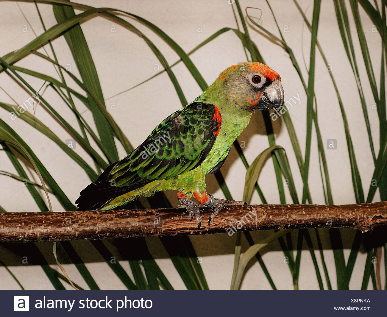 Poicephalus Gulielmi High Resolution Stock Photography and Images - Alamy