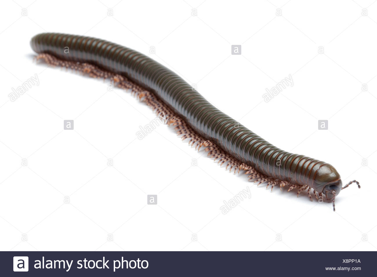Millipede White Background High Resolution Stock Photography and Images ...
