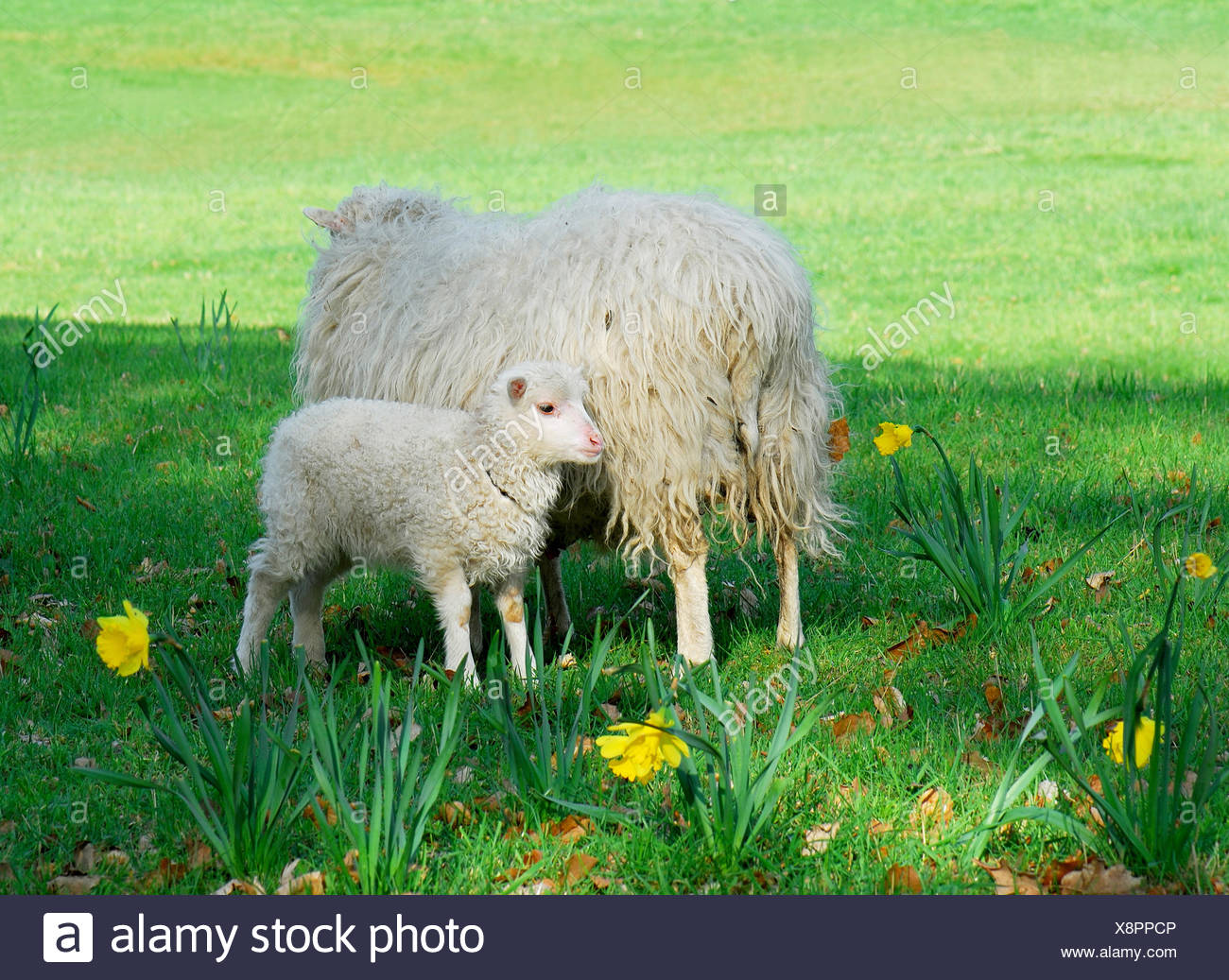Useful Animals For Wool Stock Photos & Useful Animals For Wool Stock ...