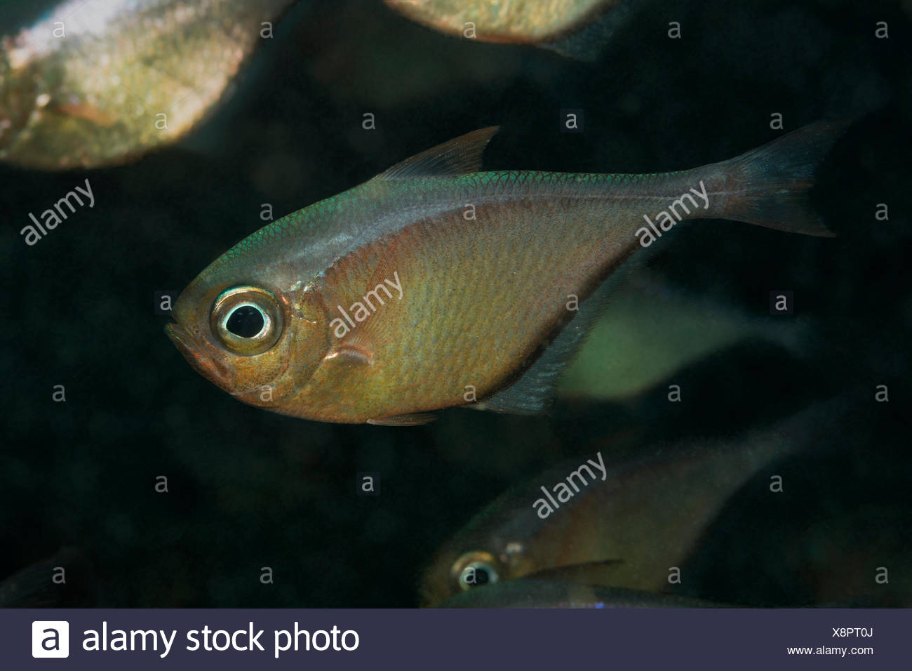 Glassy Sweeper High Resolution Stock Photography and Images - Alamy
