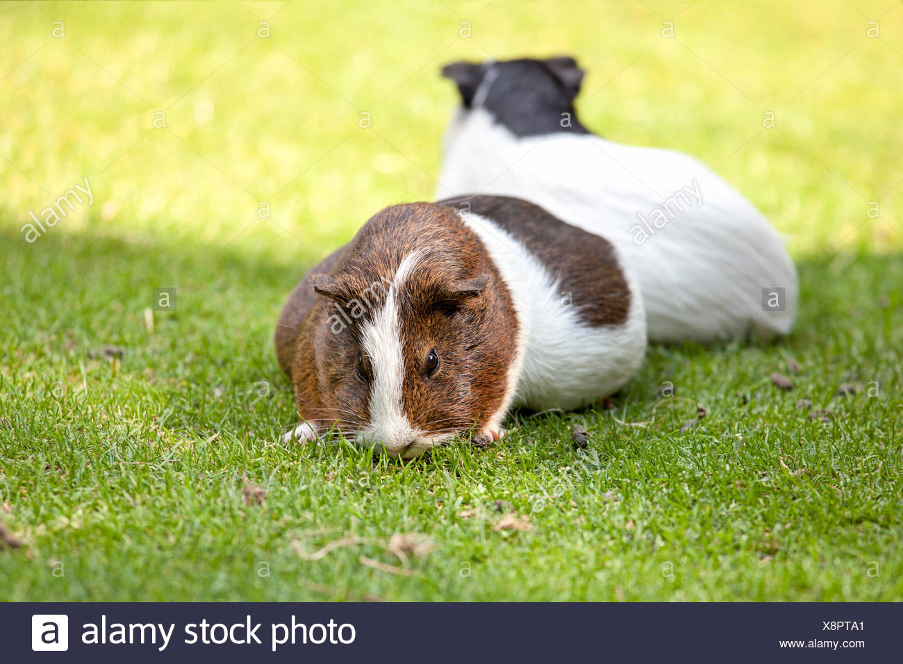 Brown White Black Guinea Pig High Resolution Stock Photography and ...