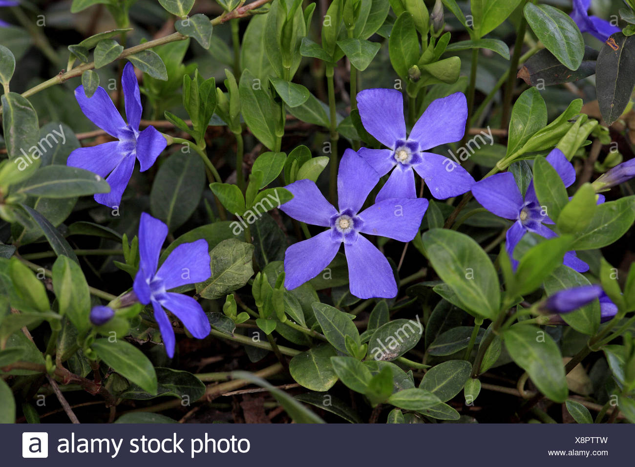 Vinca Plants High Resolution Stock Photography and Images - Alamy