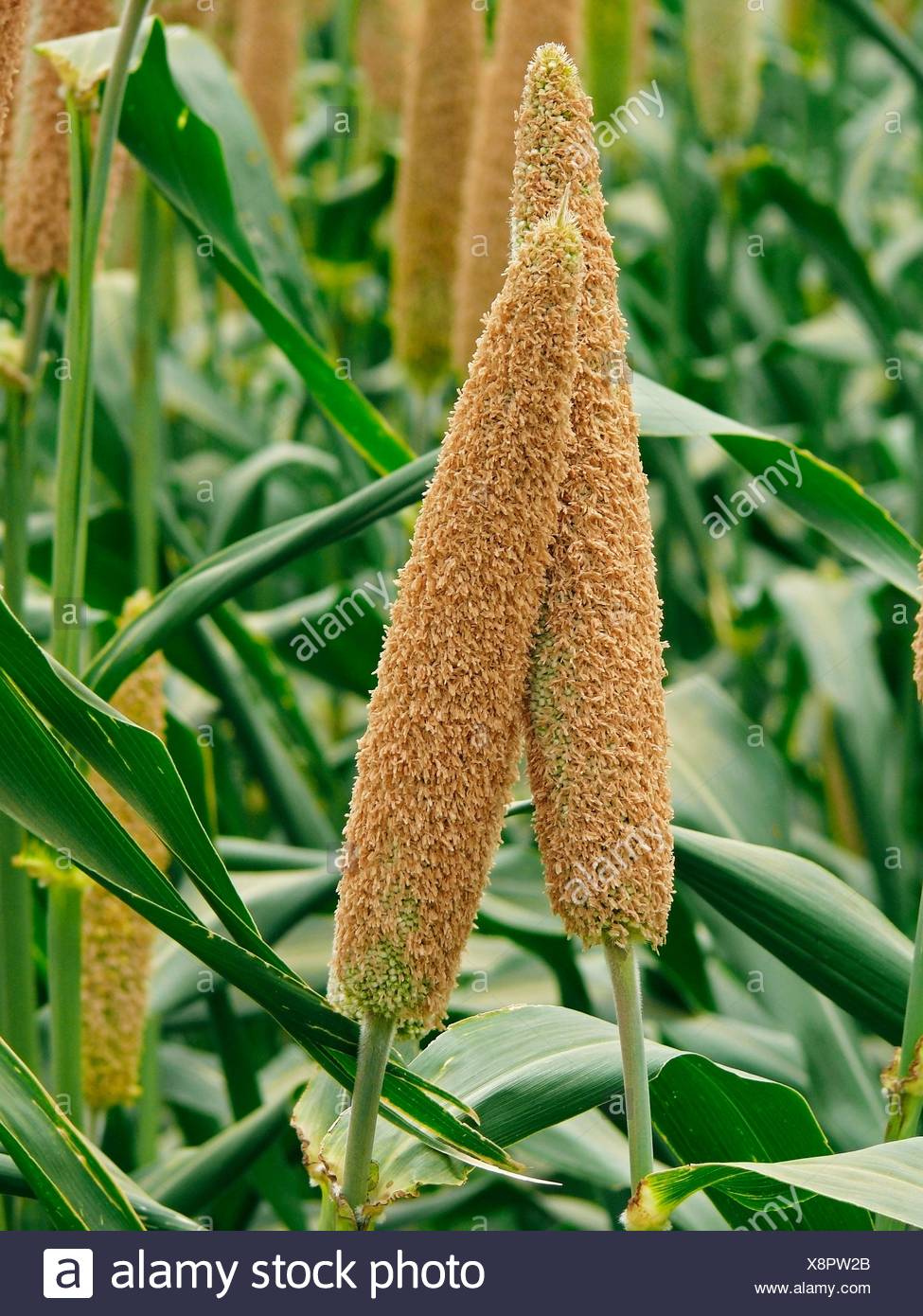 Bajari Grain High Resolution Stock Photography and Images - Alamy