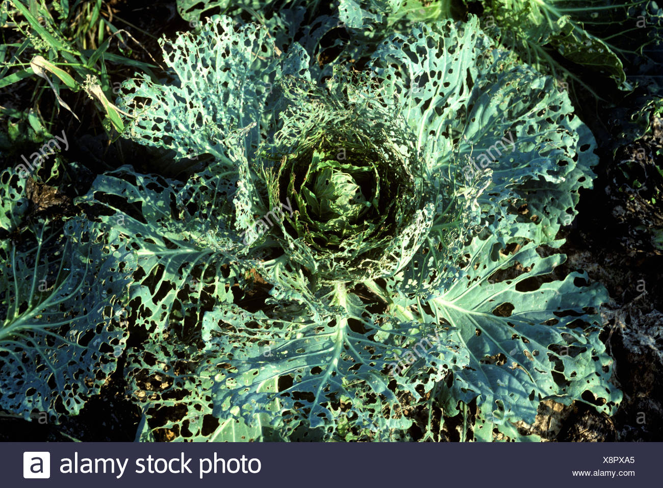 Cabbage Moth Damage High Resolution Stock Photography and Images - Alamy