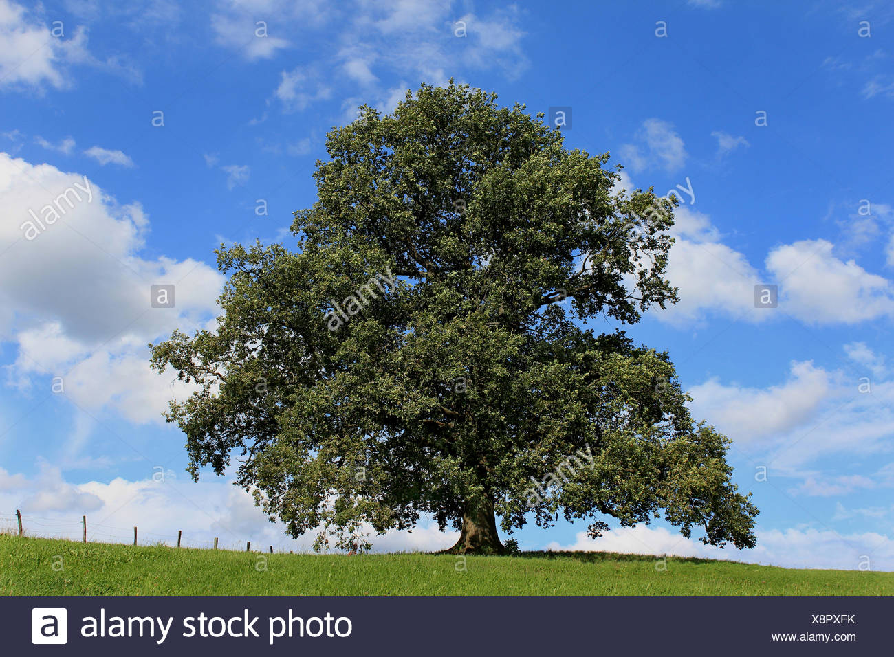 Quercus Eiche Oak Tree High Resolution Stock Photography and Images - Alamy
