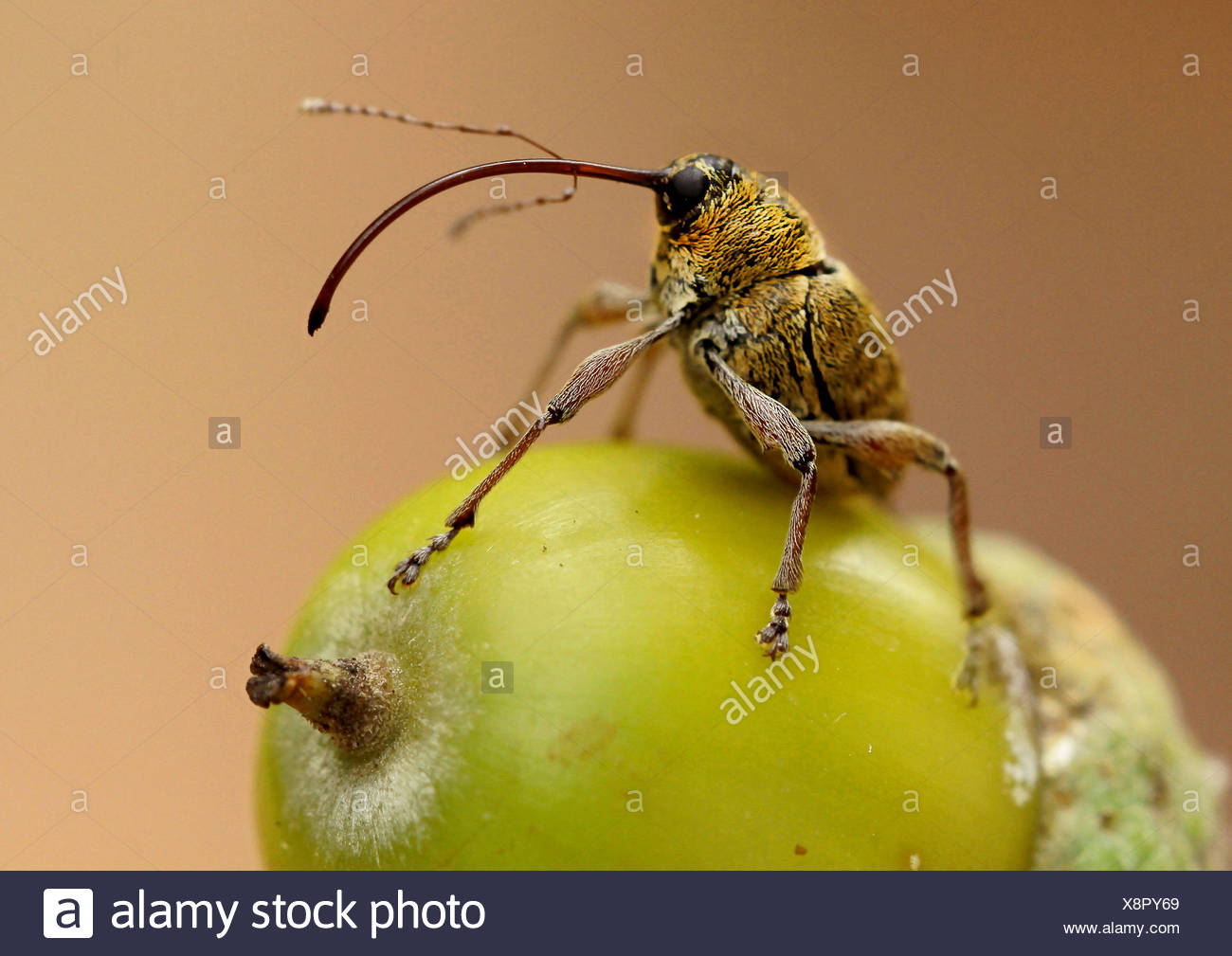 Insect Mouthparts High Resolution Stock Photography and Images - Alamy