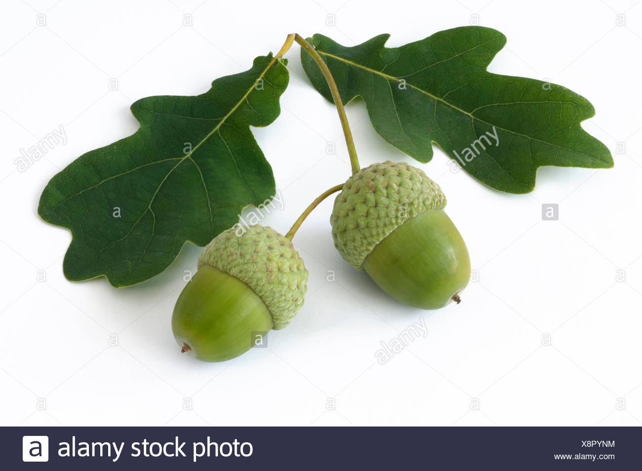English Oak Pendulate Oak Quercus High Resolution Stock Photography and ...