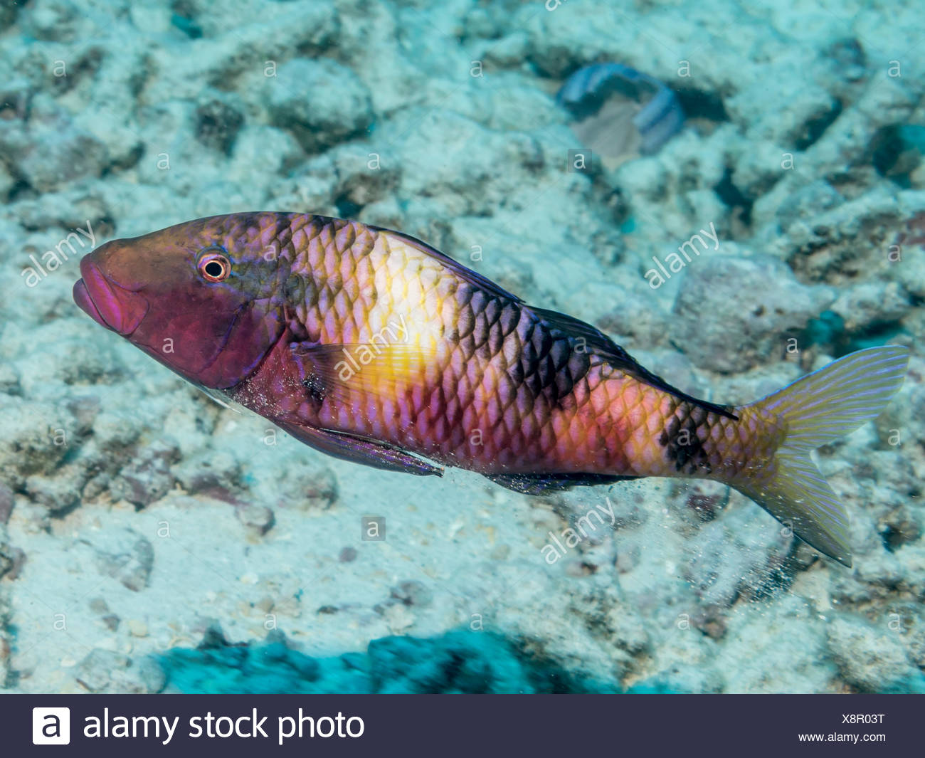 Manybar Goatfish High Resolution Stock Photography and Images - Alamy