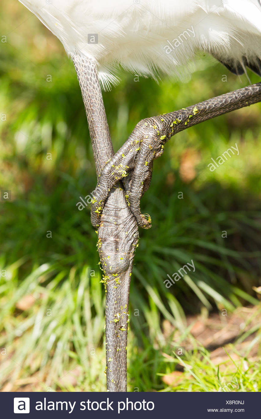 Big Bird Stock Photos & Big Bird Stock Images - Alamy
