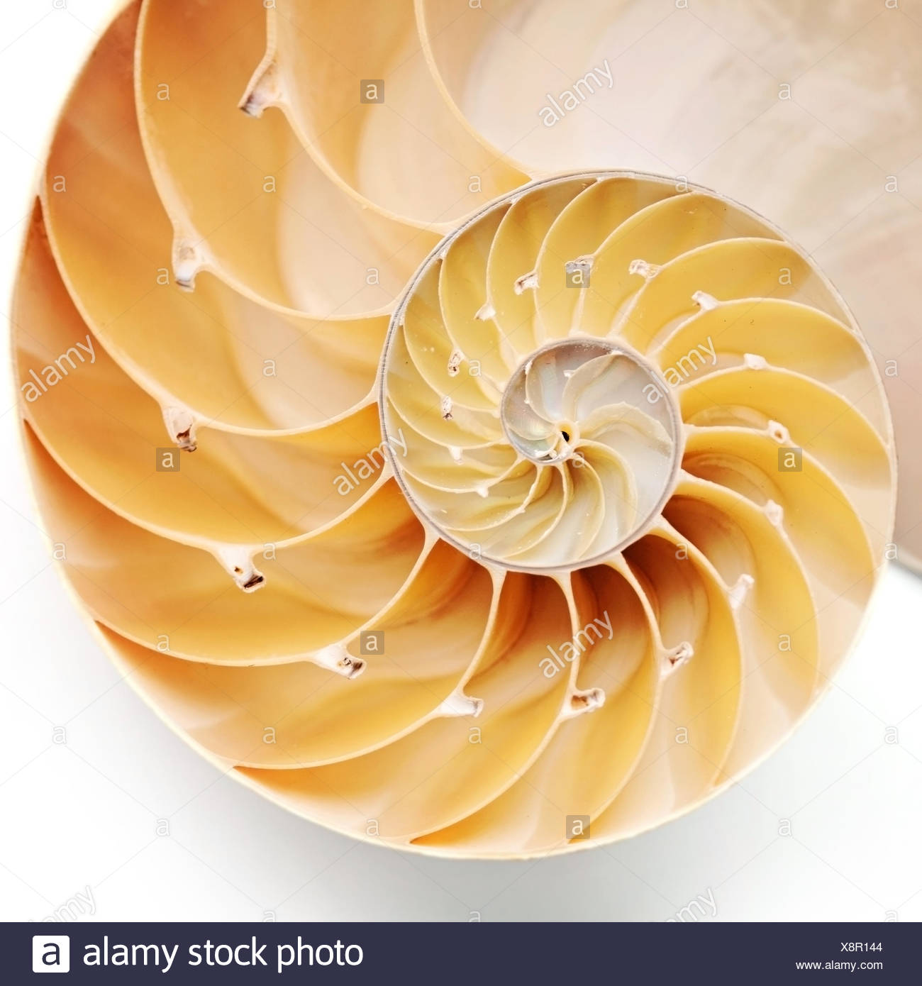 Opens Shells High Resolution Stock Photography and Images - Alamy