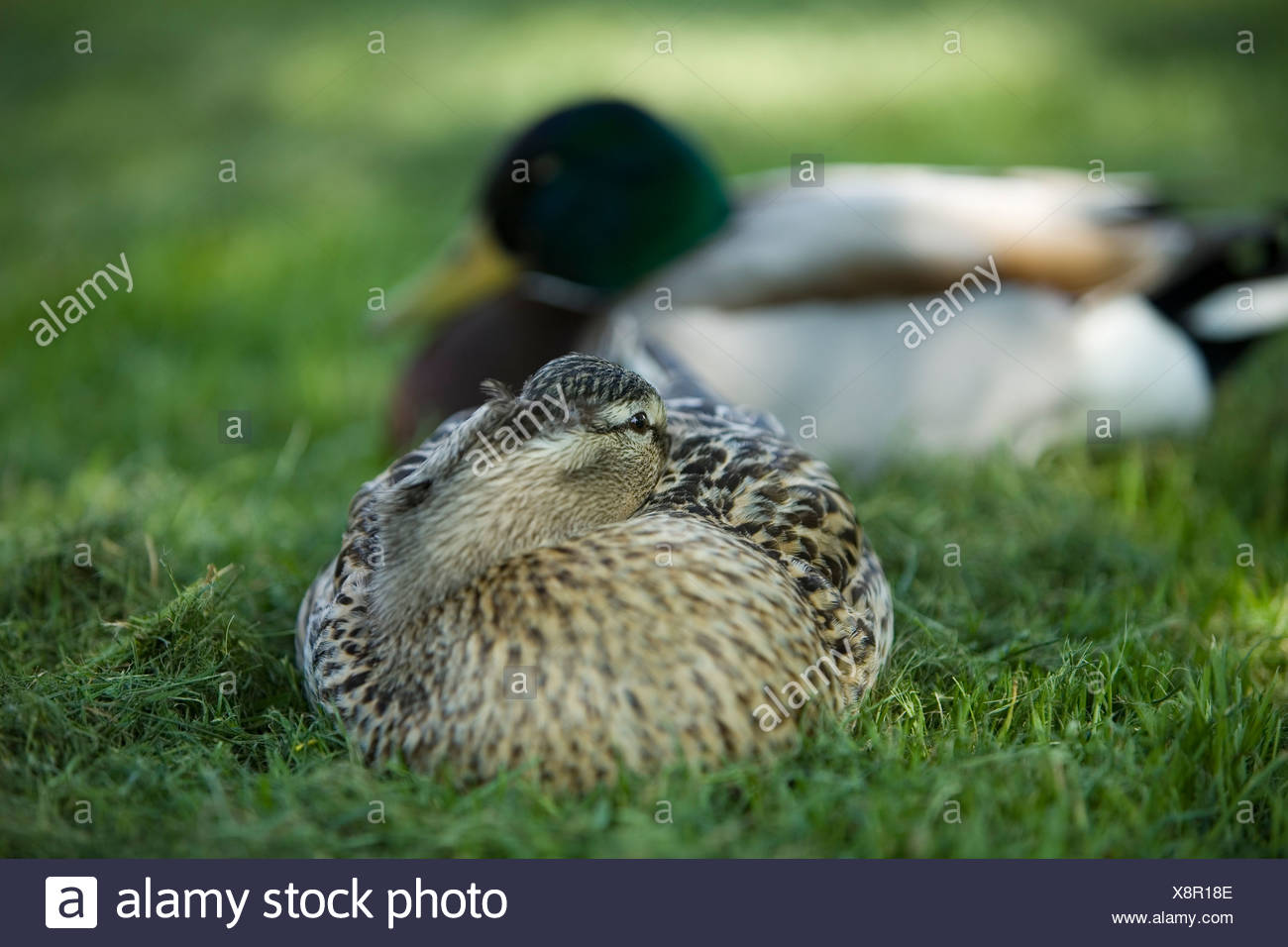 Mallard Ducks Sleeping High Resolution Stock Photography and Images - Alamy