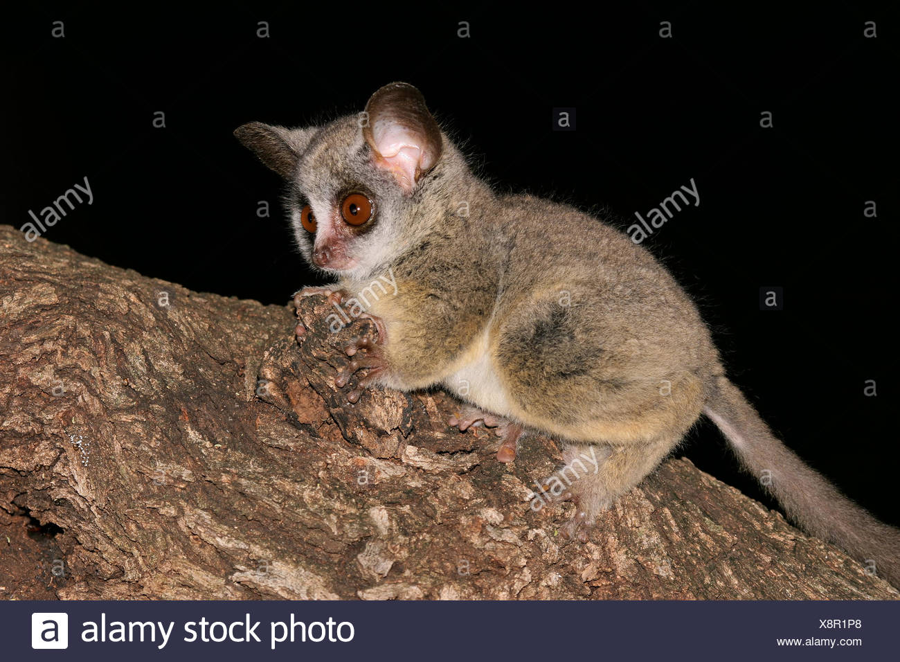 Bushbaby Eyes Night High Resolution Stock Photography and Images - Alamy