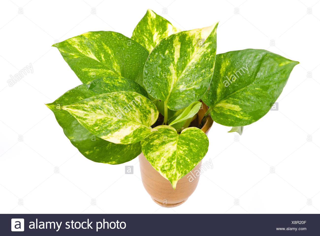 Pothos Plant High Resolution Stock Photography and Images - Alamy