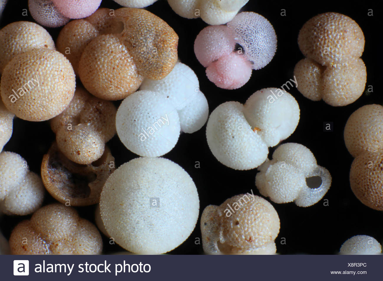Foraminifera High Resolution Stock Photography and Images - Alamy