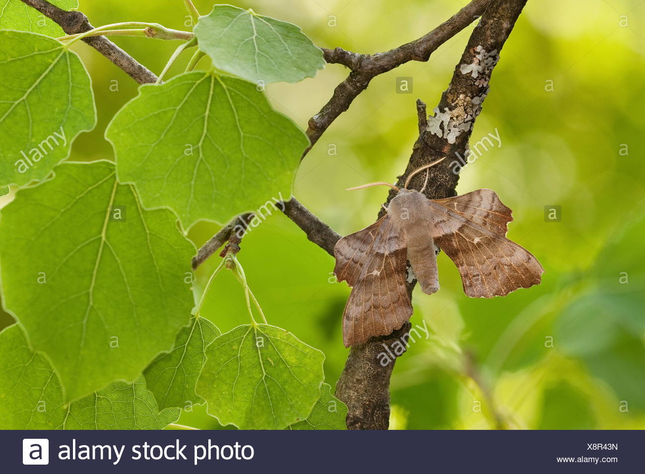 Populus Tremula High Resolution Stock Photography and Images - Alamy
